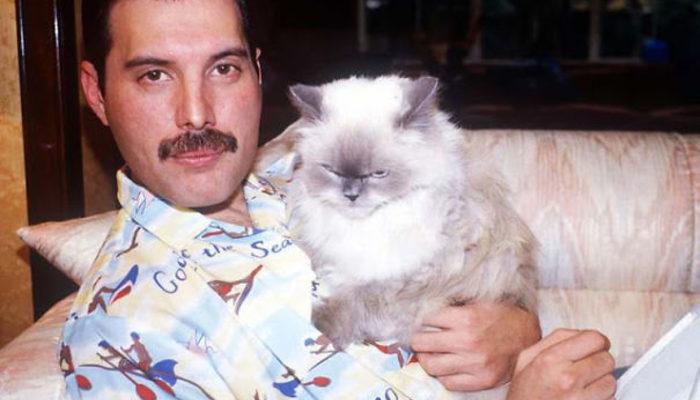 Fotoğraflarla Freddie Mercury'nin kedi sevgisi- TREND