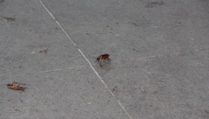 Kakalak nedir? Kakalak böceği ile nasıl mücadele edilir? - Mynet trend