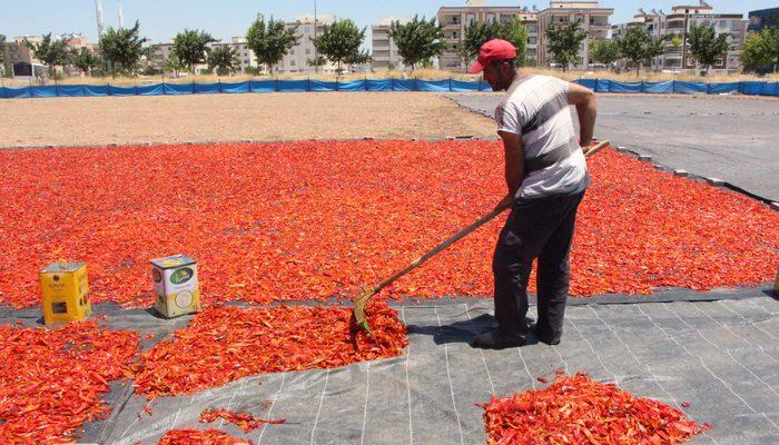 Ekmeklerini acıdan çıkarıyorlar: İsot nedir? İsot nasıl yapılır? - Keşfet