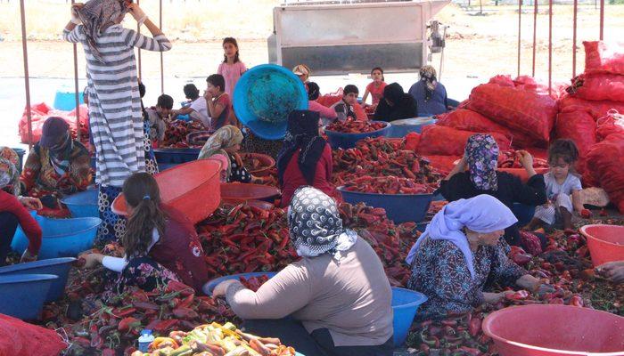 Ekmeklerini acıdan çıkarıyorlar: İsot nedir? İsot nasıl yapılır?