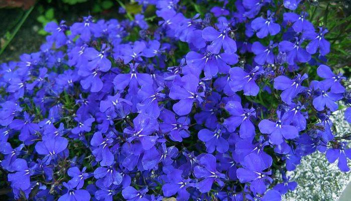 Sigarayı Hemen Bırakmanıza Yardımcı Olacak 10 Bitki - Keşfet