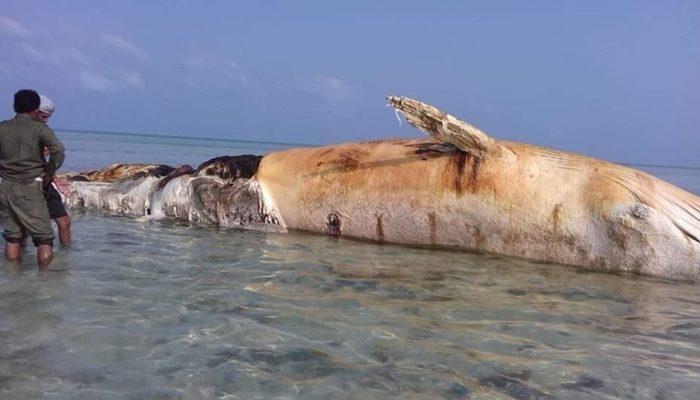 Yemen’de dev balina, deniz mayını patlaması sonucu telef oldu - Güncel ...