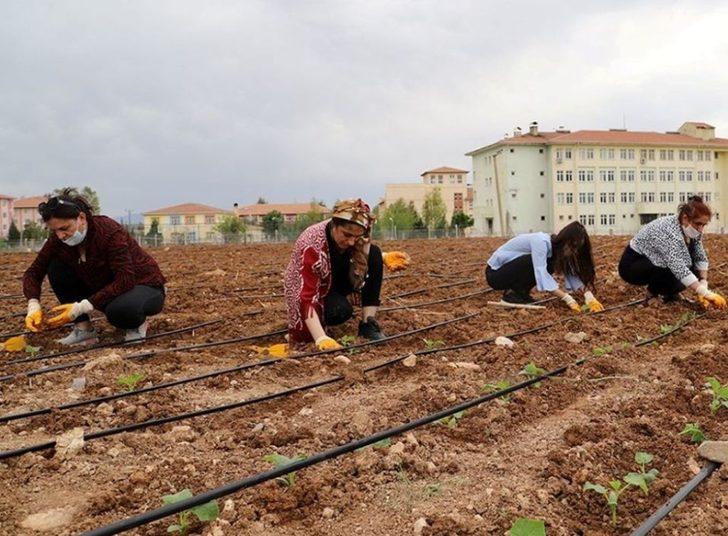 Silopi’de fide ekimi başladı - Şırnak Haberleri