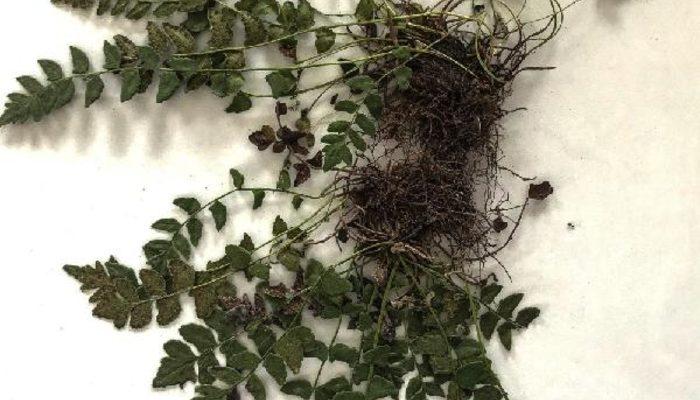 "YENİ TÜRK 'IUCN' KIRMIZI LİSTEYE ALINDI"