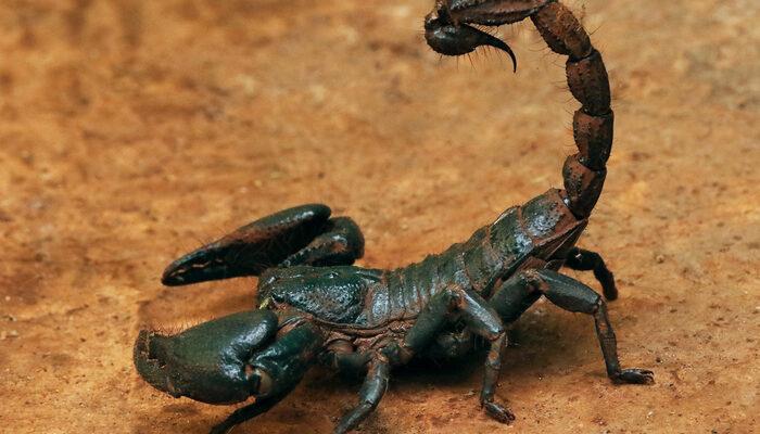 Rüyada akrep görmek ne anlama gelir? Rüyada akrep yavruları ve yuvası ...