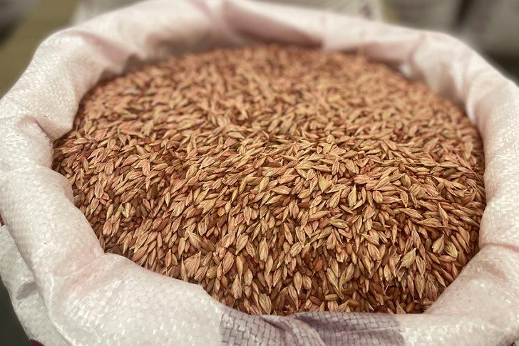 Kayseri'de ata tohumu gacer buğdayı dağıtıldı