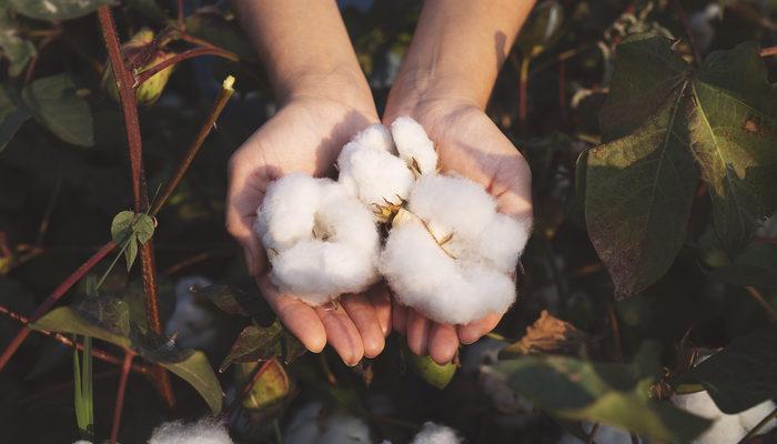 Pamuk nerede yetişir, nasıl yetişir? Pamuk en çok hangi bölgede, ilde ...