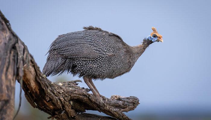 İran tavuğu özellikleri nelerdir, yumurtası yenir mi? İran tavuğu ...