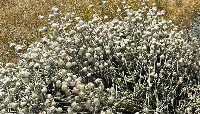 Ekipler harekete geçti! Kaçak pamuk dikeni bitkisi toplatan şüpheliye ...