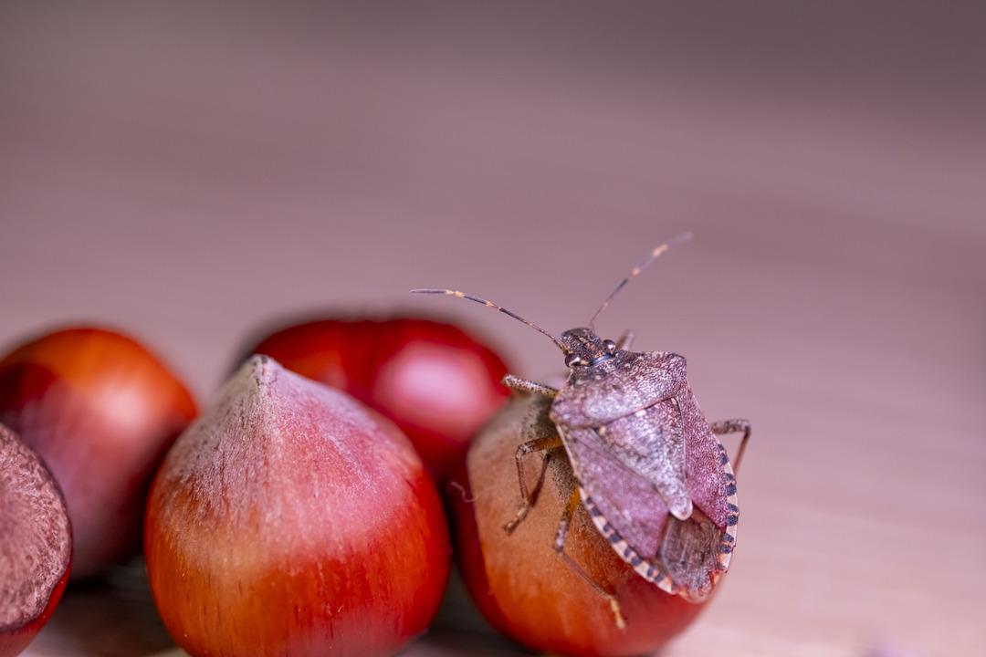 Kokarca böceği nedir, tehlikeli midir? Kahverengi kokarca böceği ...