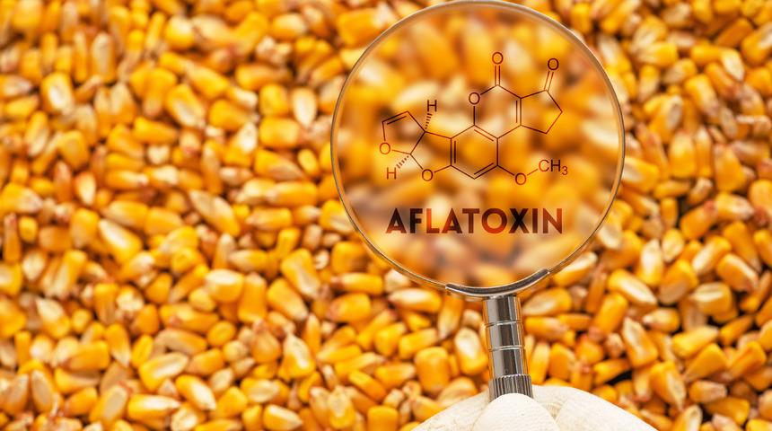 Aflatoksin nedir, neden olur? Aflatoksin nasıl anlaşılır? Aflatoksin zararları - Sağlık Haberleri