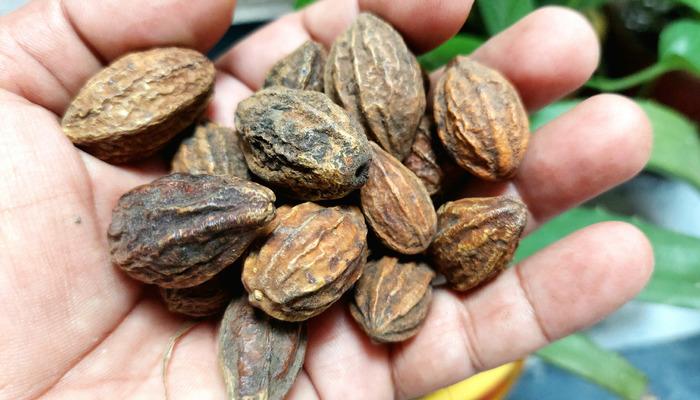 Sarı halile nedir, nasıl kullanılır? Sarı halile ile kara halile ...