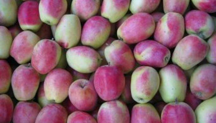 Kağızman’ın uzun elması tezgahlarda