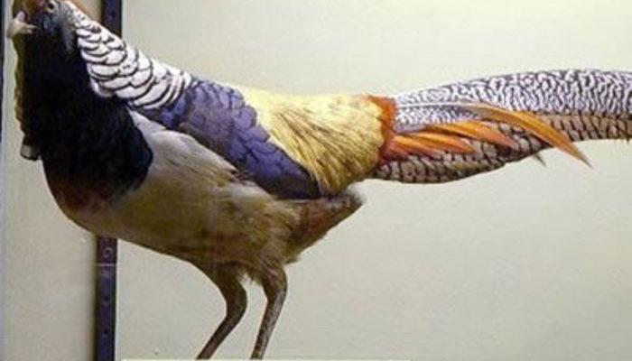 En garip melez hayvanlar - Mynet Yaşam