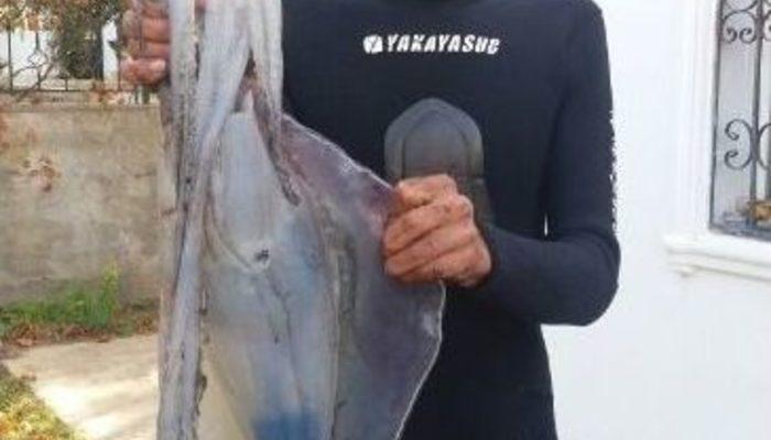 Dev Kalamar Görenleri Şaşkına Çevirdi